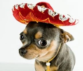 Top 75 Mexican Dog Names – Popular Male Names