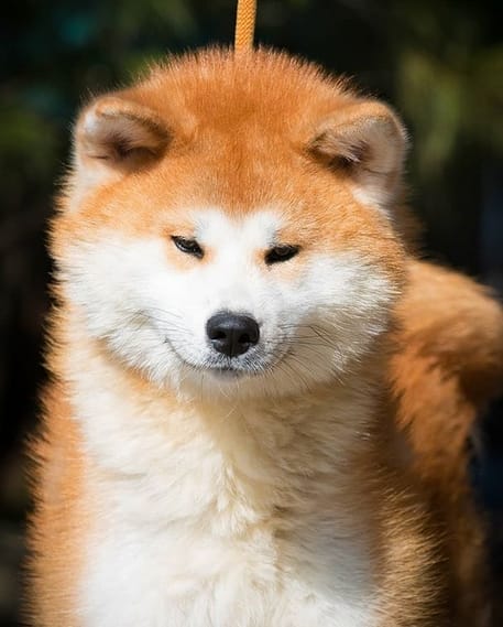 Top 210 Japanese Dog Names for Your Girl Puppy (with Meanings)