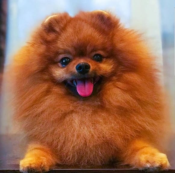 The 100 Best Female Dog Names Inspired by Movies - PetPress