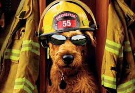 Top 45 Trendy Firefighter Dog Names - PetPress