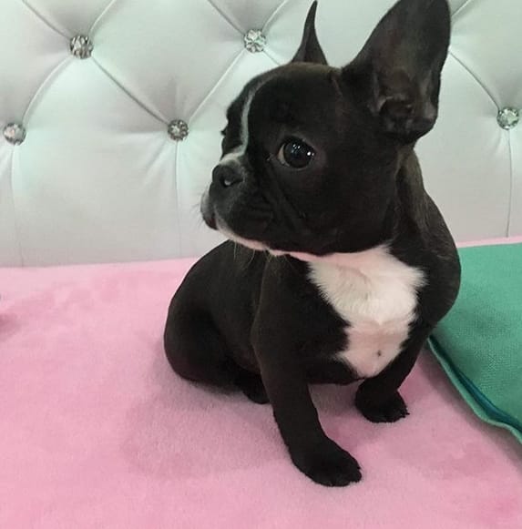 The 200 Best French Dog Names for your Male And Female Puppy