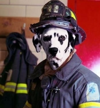 Top 45 Trendy Firefighter Dog Names - PetPress