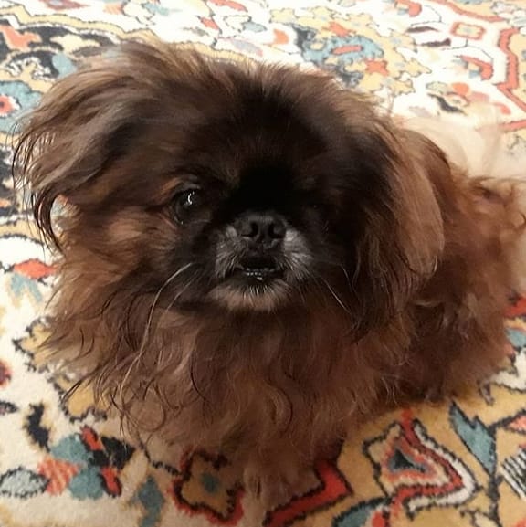 The 110+ Best Chinese Dog Names with Meanings