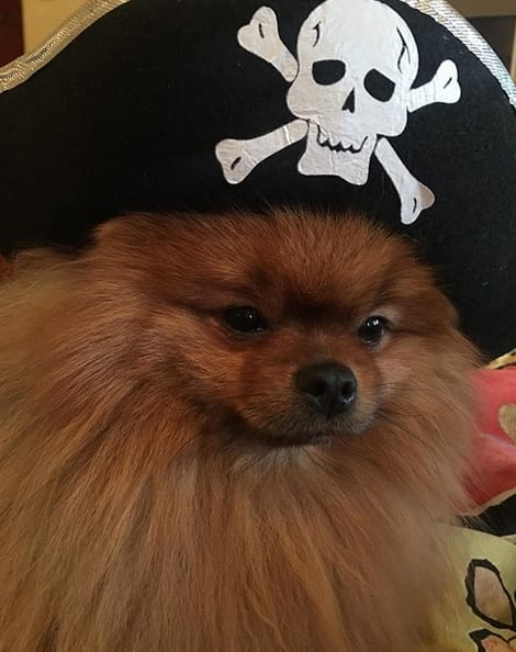 Top 55 Pirate Dog Names That Will Inspire You - PetPress