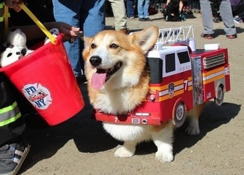 Top 45 Trendy Firefighter Dog Names - PetPress