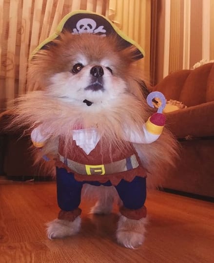 Top 55 Pirate Dog Names That Will Inspire You - PetPress