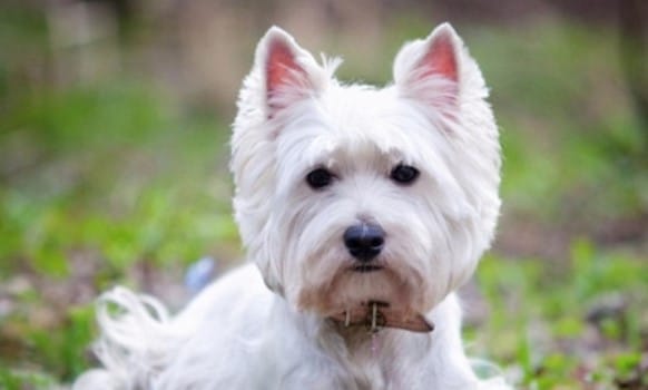 The 200 Cutest Male And Female Scottish Dog Names