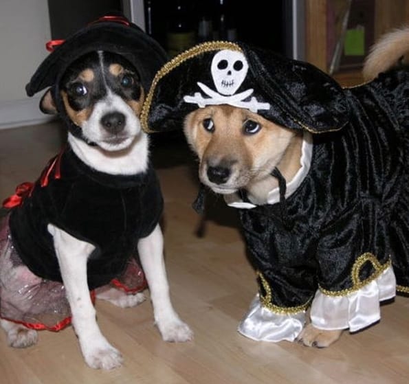 Top 55 Pirate Dog Names That Will Inspire You - PetPress