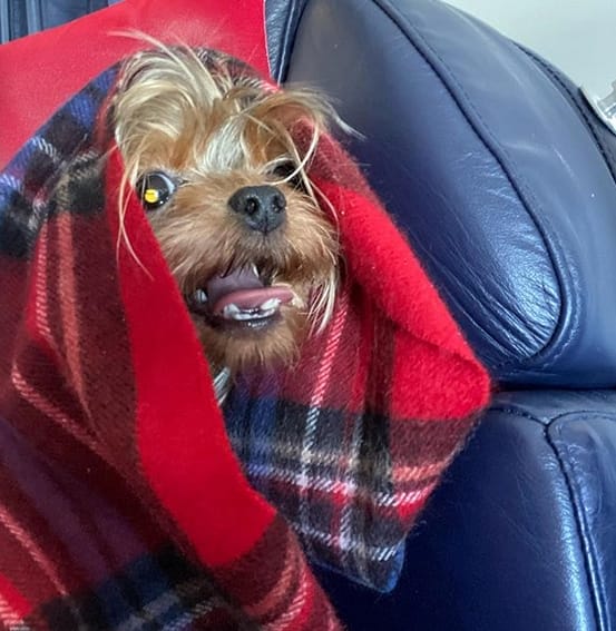 50 Aviation Inspired Dog Names For Your Cute Puppies