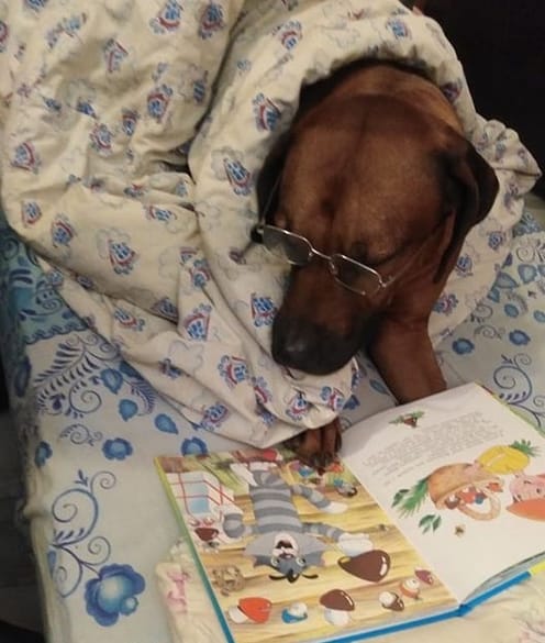 Top 200 Creative Dog Names for Clever Dogs - PetPress