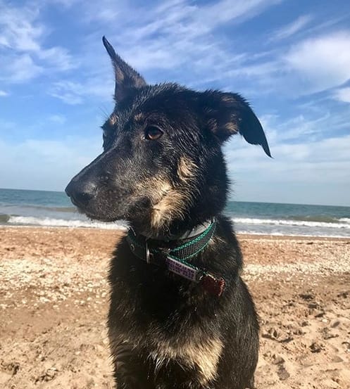 Top 100 Ancient Dog Names - PetPress