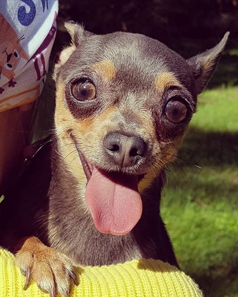 125 Unusual Dog Names For Your Awesome Puppy - PetPress