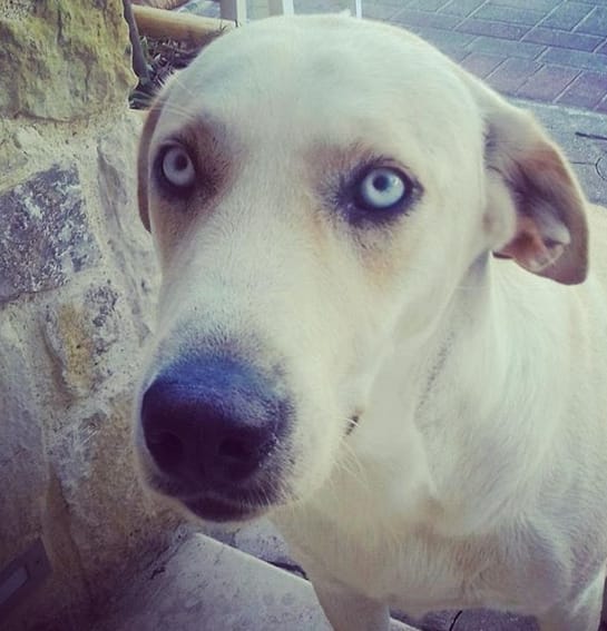 110 Popular Nerdy and Geeky Dog Names - PetPress