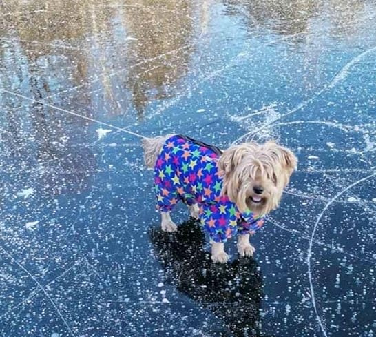 Top 200 Trendy Dog Names For Your Cute Puppy - PetPress