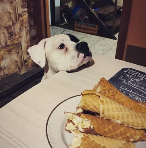 Top 50+ Loyal Dog Names - PetPress