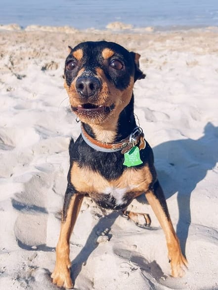 Top 150 Inspiring Indian and Hindu Dog Names - PetPress