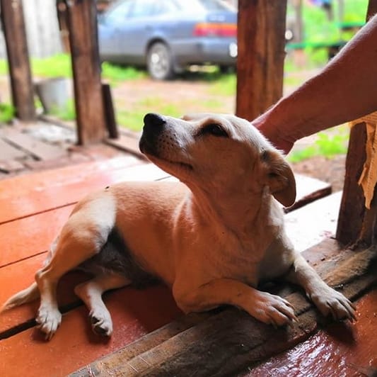 200 Southern Dog Names – Male and Female Names - PetPress