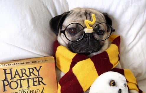 Top 150+ Magical Dog Names Inspired by Harry Potter - PetPress