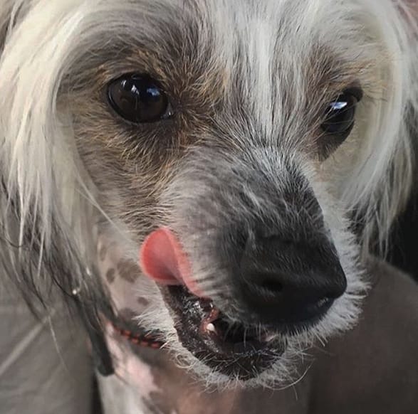 The 110+ Best Chinese Dog Names with Meanings