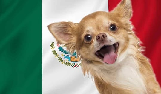 Top 75 Mexican Dog Names – Popular Male Names