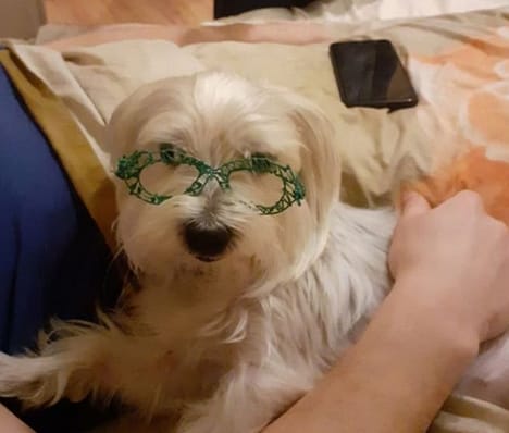 110 Popular Nerdy and Geeky Dog Names - PetPress