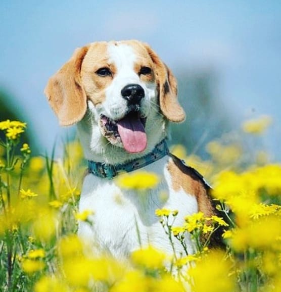 Top 105 God Dog Names Inspired by Greek Mythology