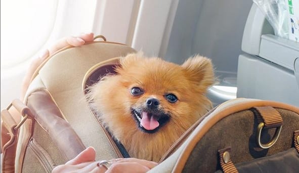 50 Aviation Inspired Dog Names For Your Cute Puppies