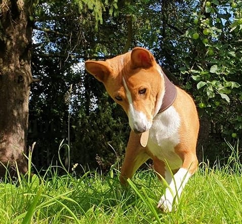 200 Southern Dog Names – Male and Female Names - PetPress