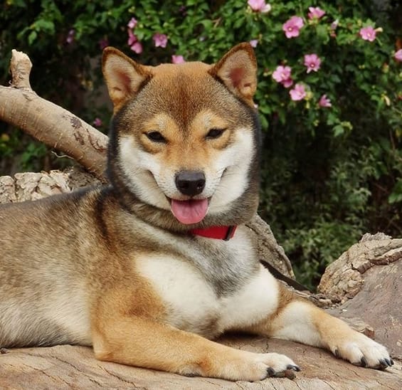 The 200+ Best Japanese Dog Names for Male and Female Dogs