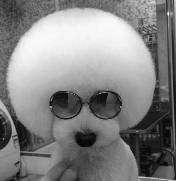 110 Popular Nerdy and Geeky Dog Names - PetPress