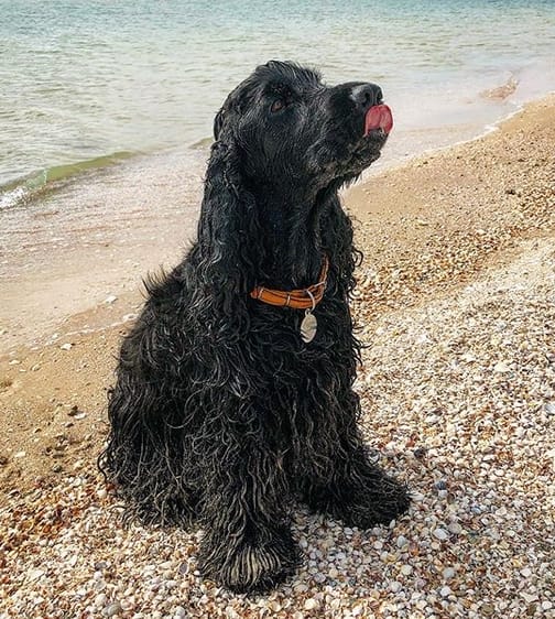 125 Female Spanish Dog Names With Meanings