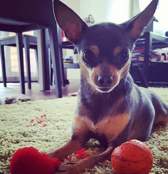 125 Unusual Dog Names For Your Awesome Puppy - PetPress