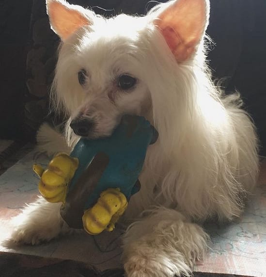 The 110+ Best Chinese Dog Names with Meanings