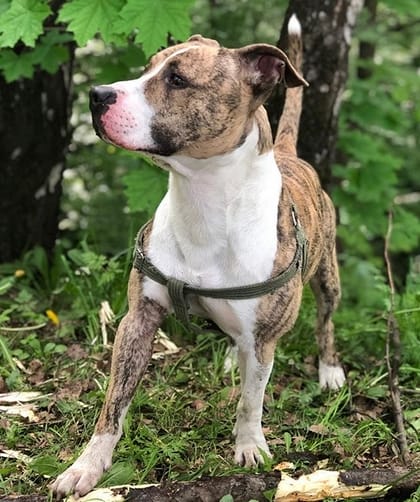 95 Female Dog Names Ending in "Y" - PetPress