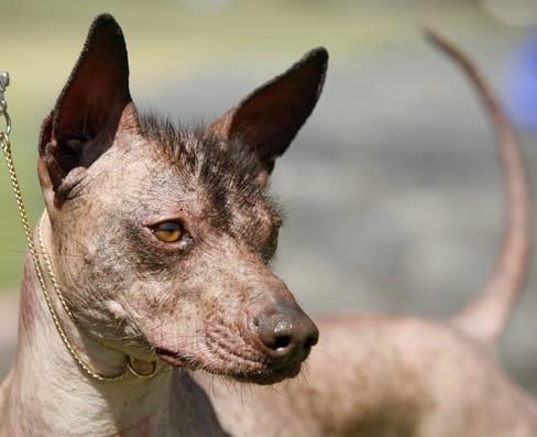 Top 75 Mexican Dog Names – Popular Male Names