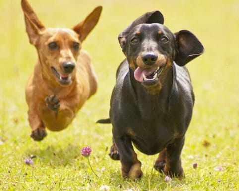 155 Classic Dog Names for Male Dogs - PetPress