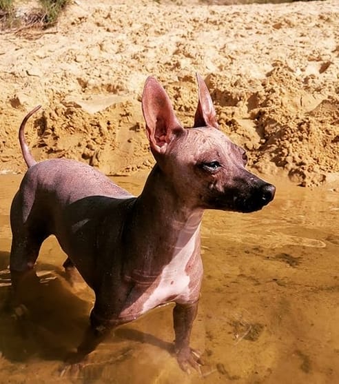 Top 150 Inspiring Indian and Hindu Dog Names - PetPress