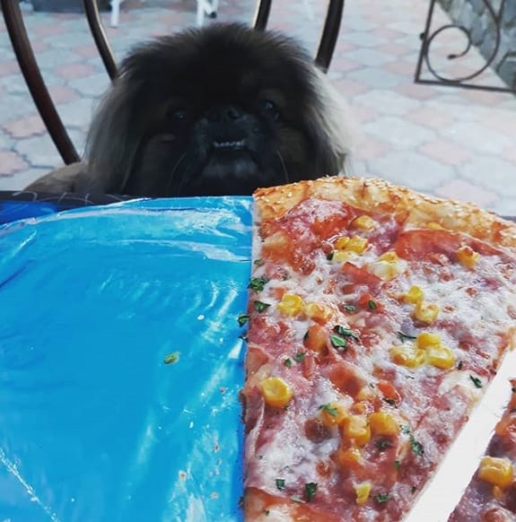 Top 155 Best Food Dog Names for Your Adorable Puppy