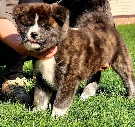 The 200+ Best Japanese Dog Names for Male and Female Dogs