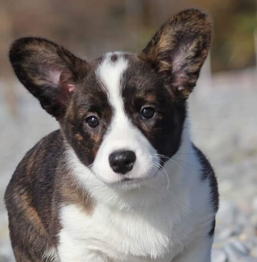 Top 100 Ancient Dog Names - PetPress