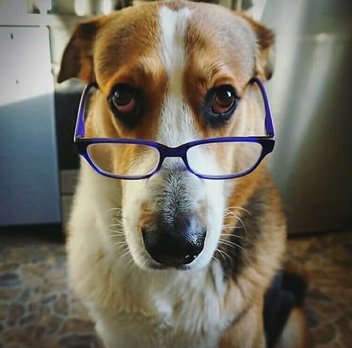 110 Popular Nerdy and Geeky Dog Names - PetPress