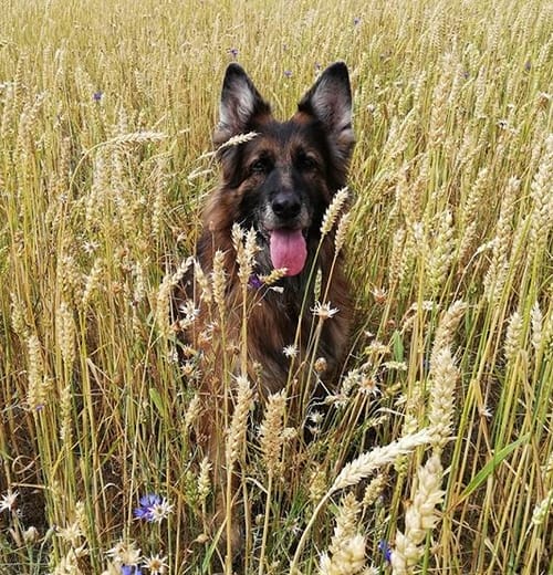 200 Southern Dog Names – Male and Female Names - PetPress