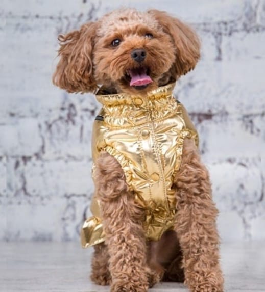 Top 200 Trendy Dog Names For Your Cute Puppy - PetPress