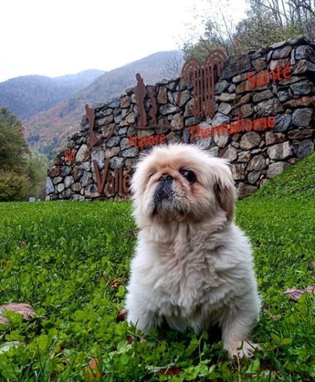 Top 140 Best Travel Dog Names For Your Cute Traveling Dogs