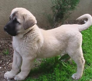 85 Turkish Dog Names for Girl and Boy Puppies (with Meanings) - PetPress