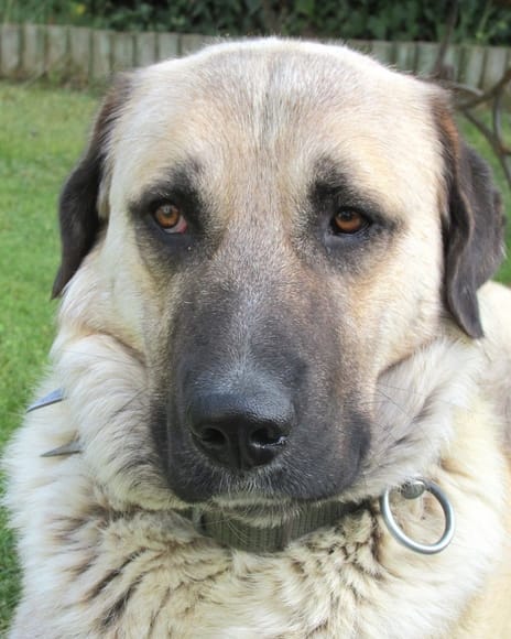 85 Turkish Dog Names for Girl and Boy Puppies (with Meanings) - PetPress