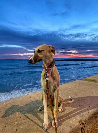 Top 140 Best Travel Dog Names For Your Cute Traveling Dogs