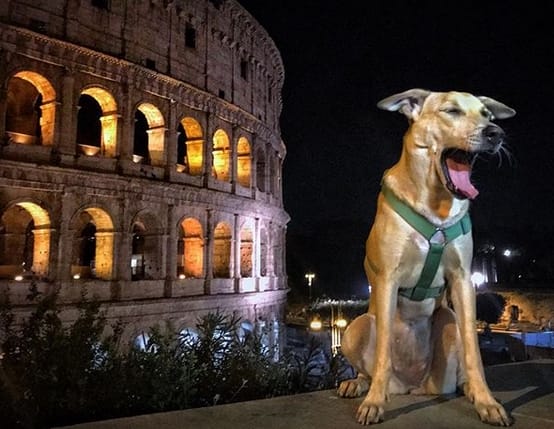 Top 140 Best Travel Dog Names For Your Cute Traveling Dogs