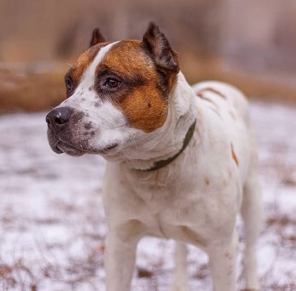 300+ Tough Dog Names: Fierce Dog Names for Your Pups