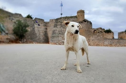 150+ Awesome Greek Dog Names with Meanings